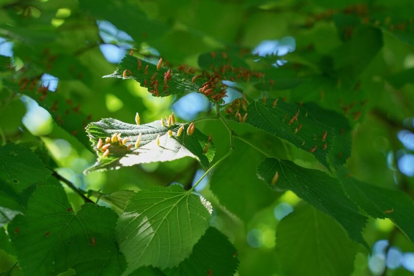 Tree Spraying & Insect Management | Tree Solutions of Texas