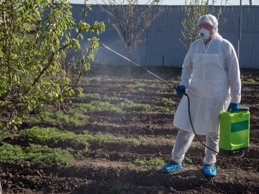 Tree Spraying & Insect Management | Tree Solutions of Texas